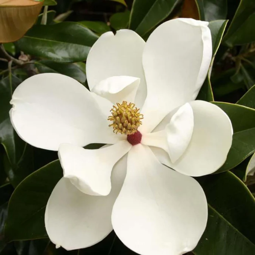 Magnolie copac de vanzare cu pret mic. Dâmbovita ️ FloraPris