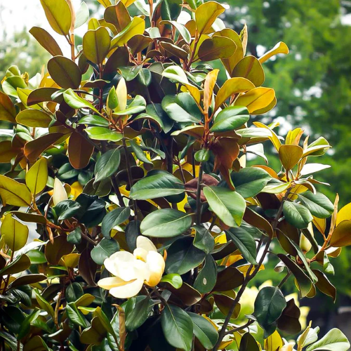 Magnolie copac de vanzare cu pret mic. Dâmbovita ️ FloraPris