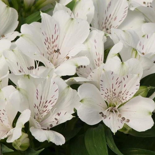 Alstroemeria Magic White de vânzare, preț bun ️ FloraPris