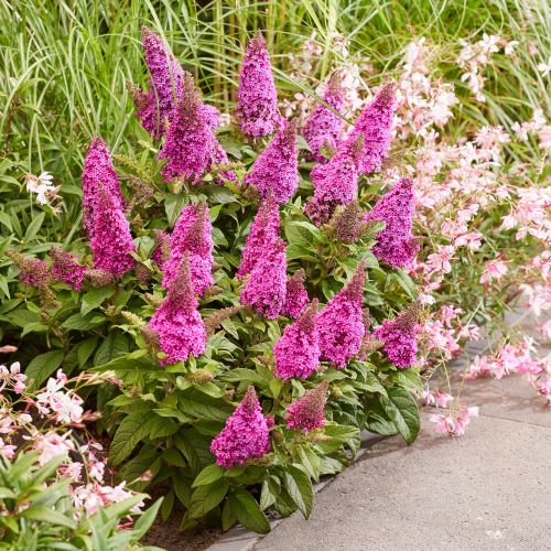 Buddleja roz Chrysalis Pink la ghiveci, preț bun ️ FloraPris