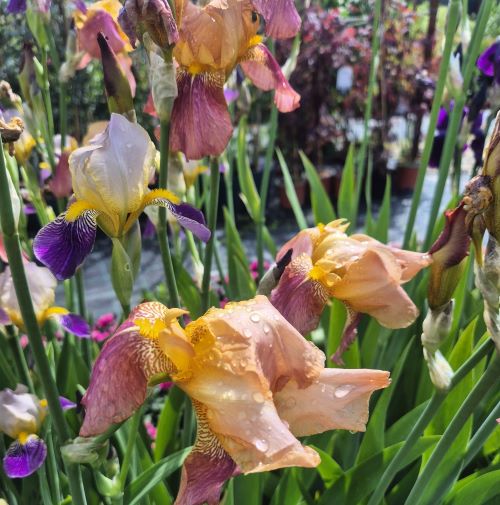 Iris Germanica Caligula de vanzare la ghiveci preț bun ️ FloraPris