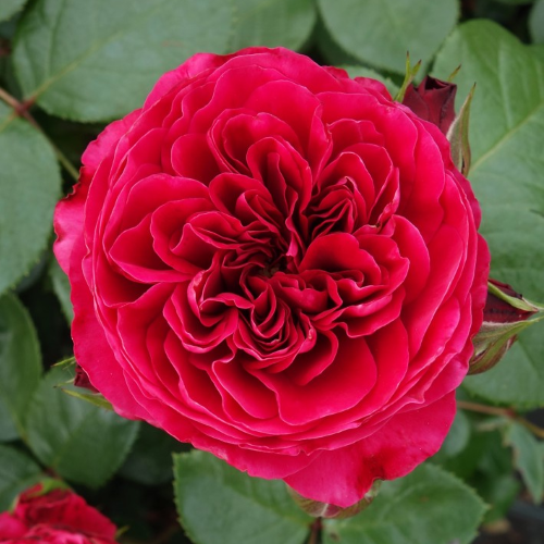 Rosa Leonardo Da Vinci de vaznare la ghiveci 6l, an 3 ️ FloraPris