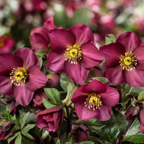 Helleborus Early Red de vânzare la ghiveci preț bun ️ FloraPris