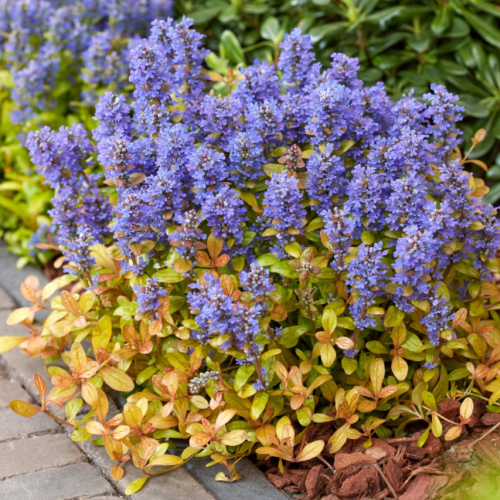 Hortensie de vânzare în ghiveci, cu preț avantajos ️ FloraPris